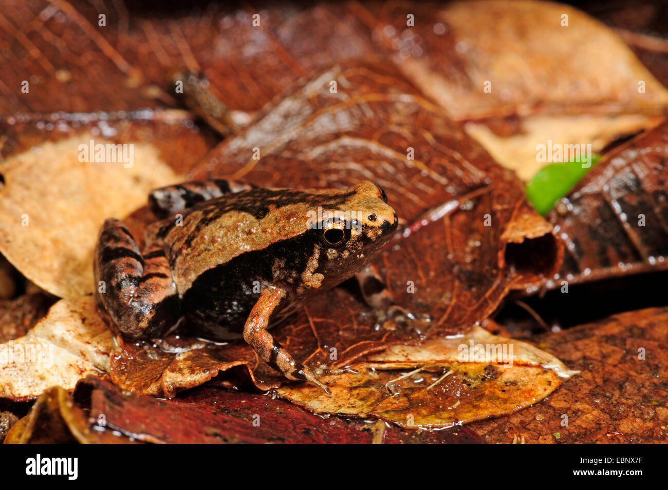 Ornate Narrow-mouthed Frog (Microhyla ornata), well camouflaged on ...