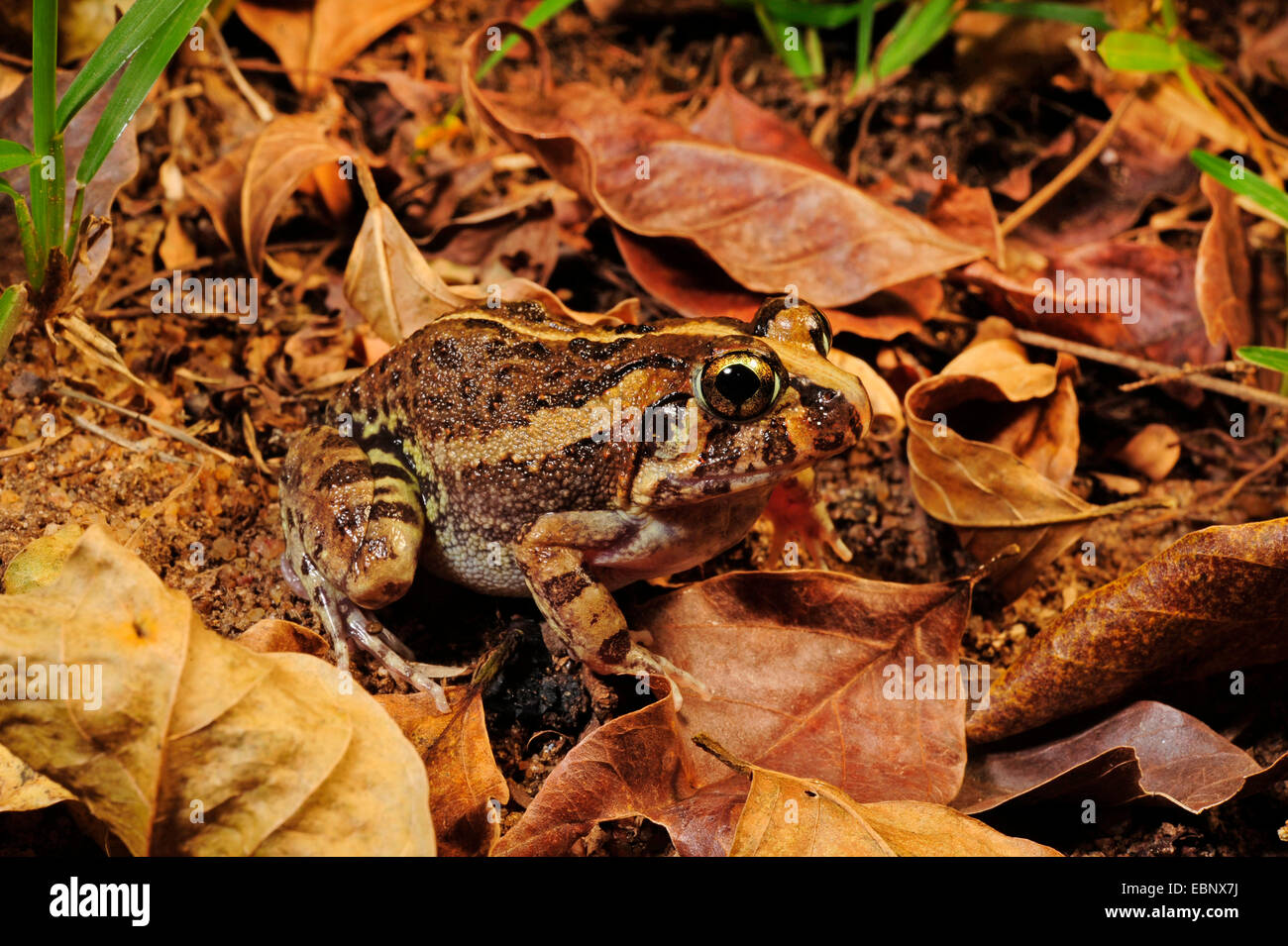 Burrowing frog hi-res stock photography and images - Alamy