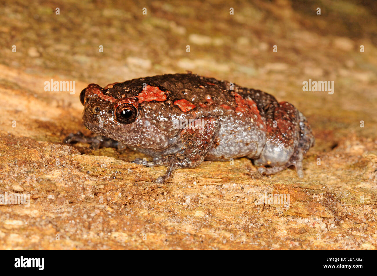 Sri Lankan Painted Frog (Kaloula cf. taprobanica), on a stone, Sri ...