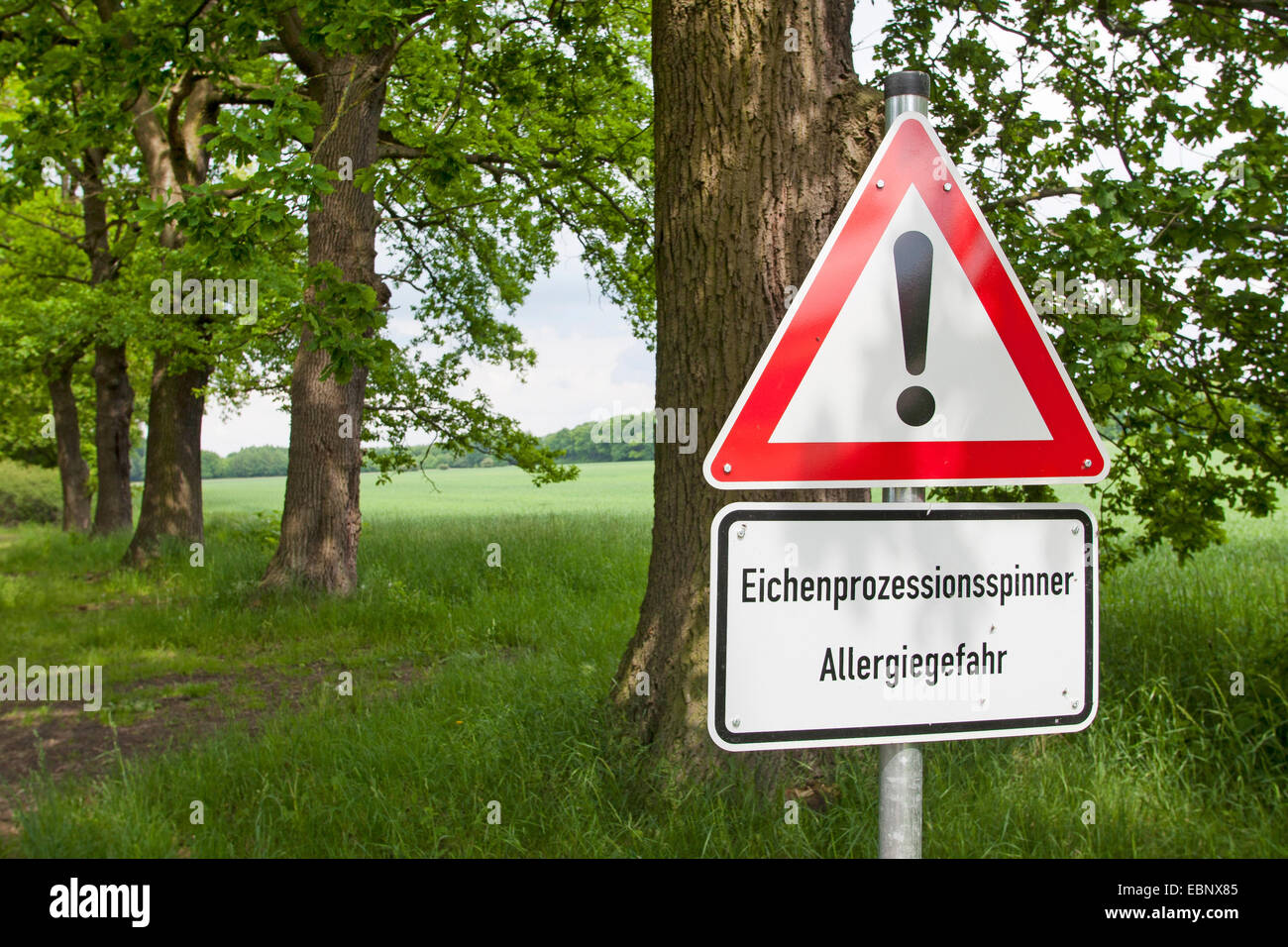oak processionary moth (Thaumetopoea processionea), warning sign, riks ...