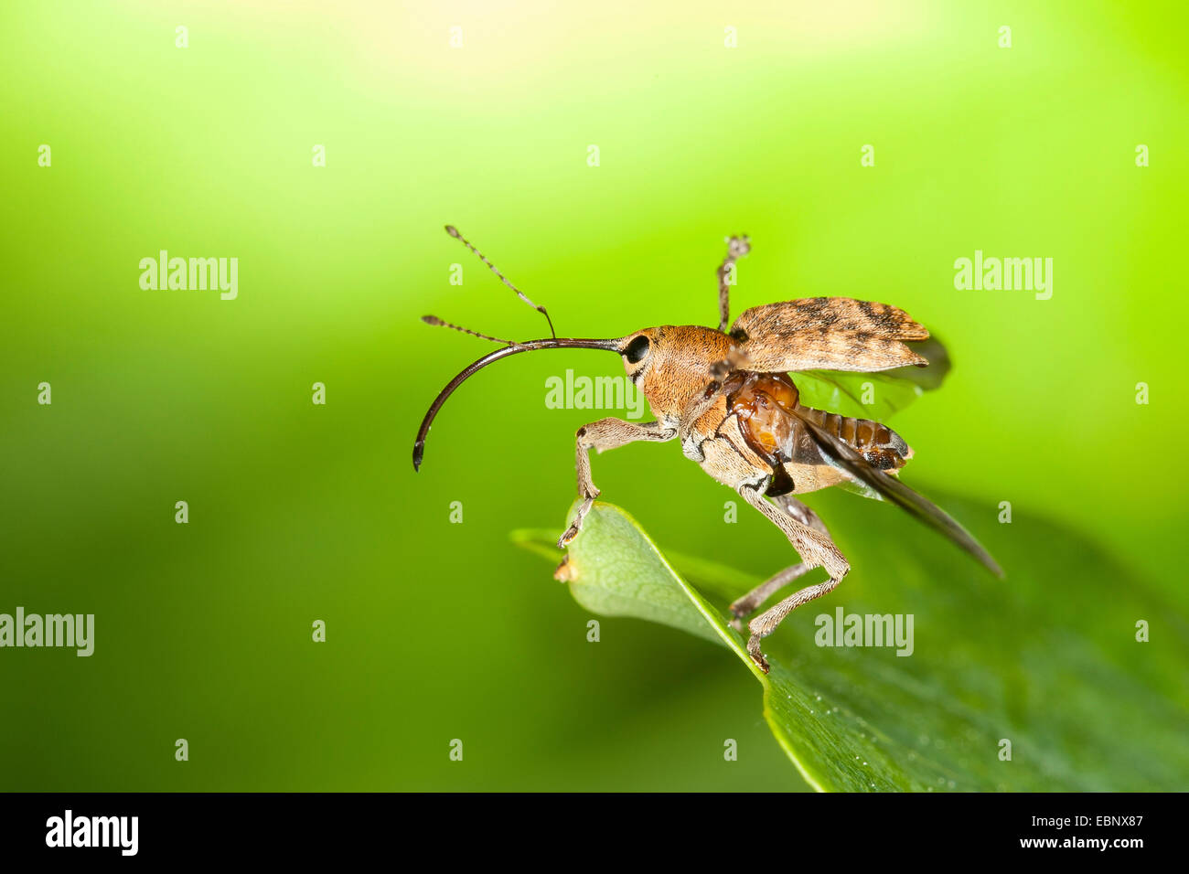 Swarming Flying Insect Identification