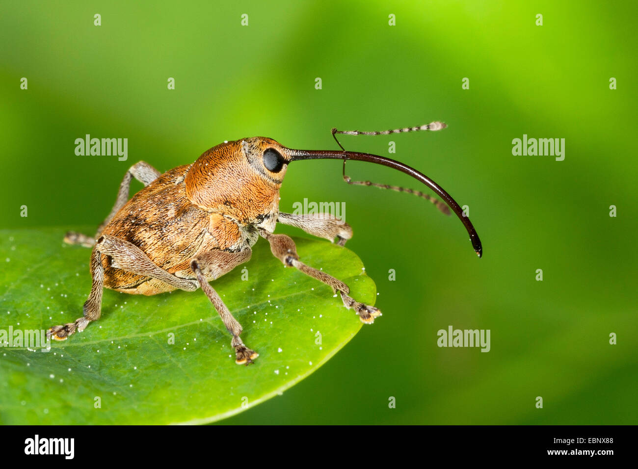 Acorn weevil (Curculio glandium, Curculio tesellatus, Balaninus ...