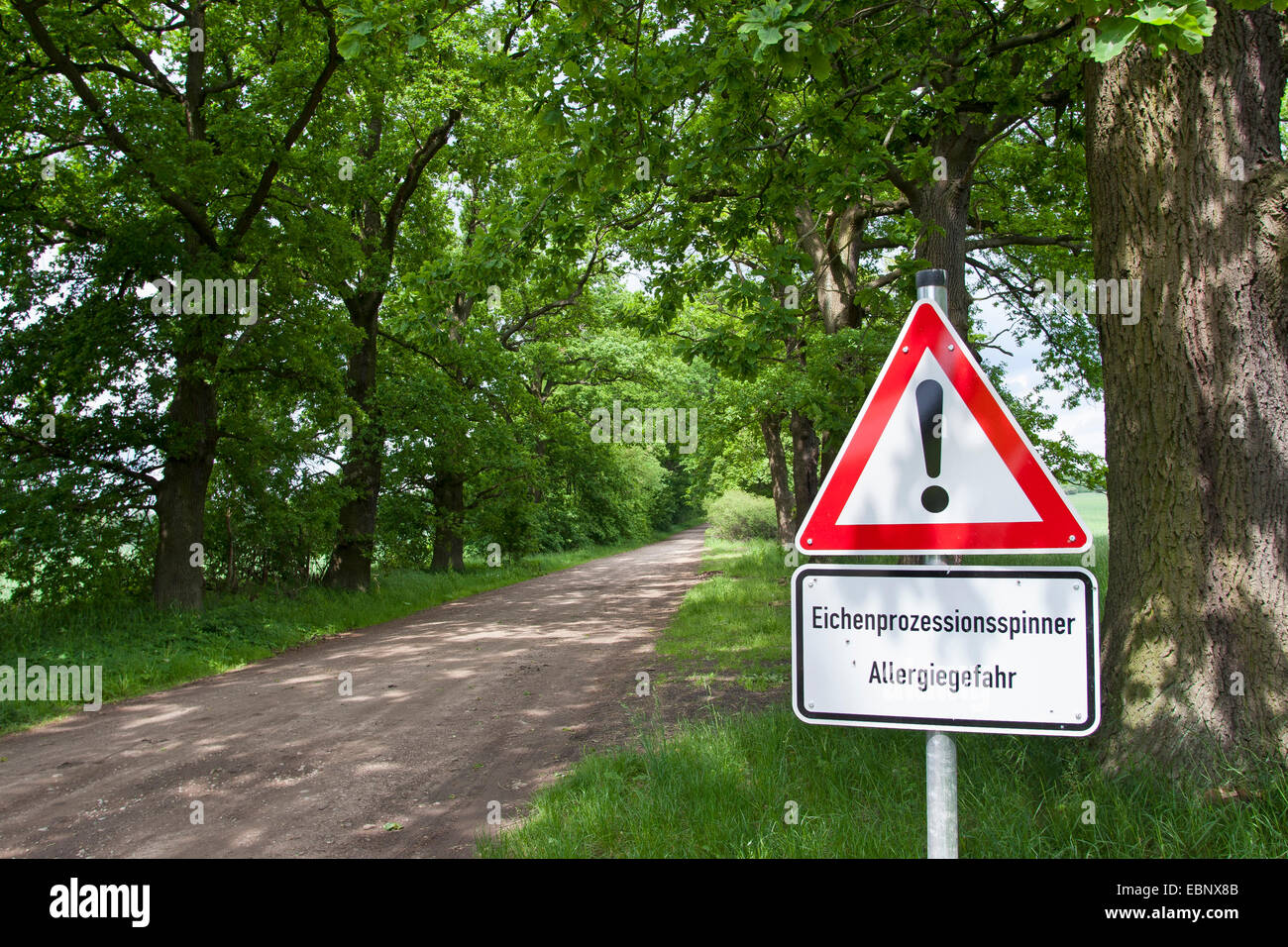 oak processionary moth (Thaumetopoea processionea), warning sign, riks ...