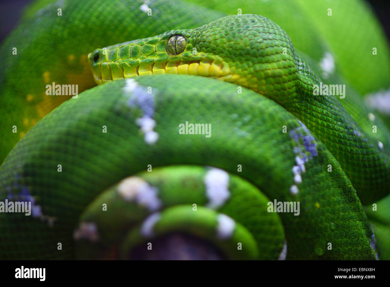 Emerald tree boa (Corallus caninus), wound around a branch, Brazil ...