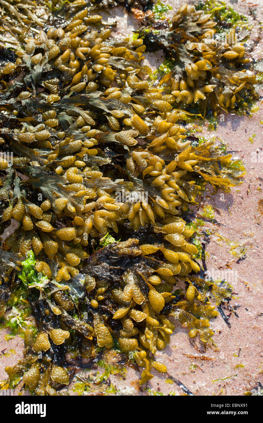 Spiral wracks hi-res stock photography and images - Alamy