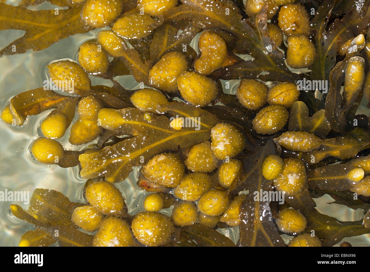 Spiral wrack, Flat wrack, Jelly bags, Spiraled Wrack (Fucus spiralis ...