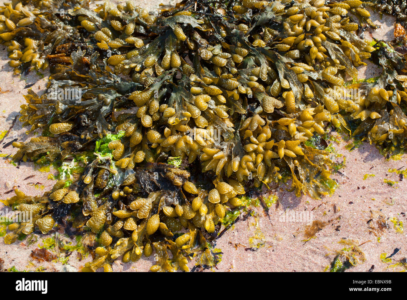 Spiral wrack, Flat wrack, Jelly bags, Spiraled Wrack (Fucus spiralis ...