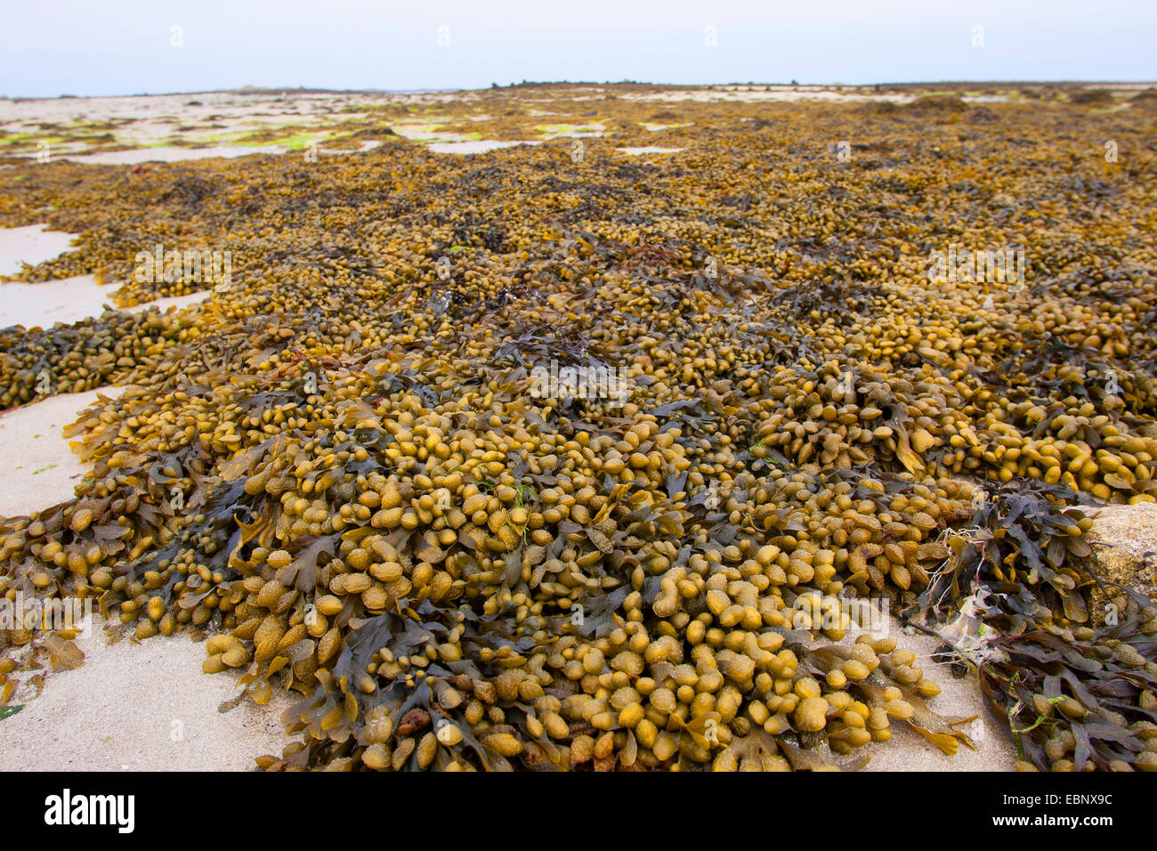 Spiral wrack, Flat wrack, Jelly bags, Spiraled Wrack (Fucus spiralis ...