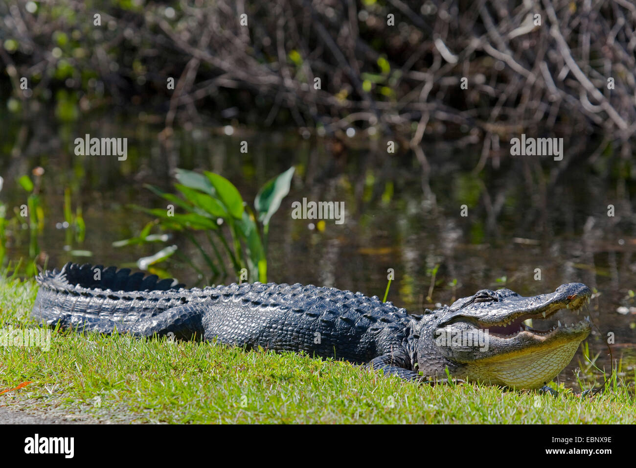 American alligator (Alligator mississippiensis), lying on the ...