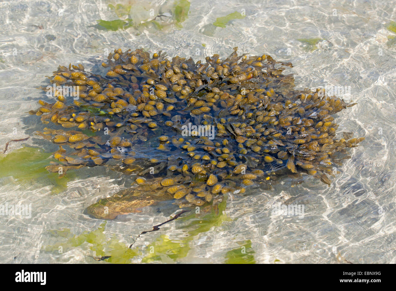 Spiral wrack hi-res stock photography and images - Alamy