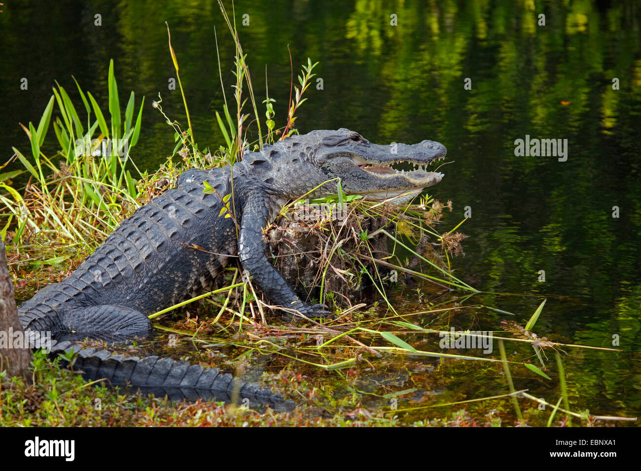 American alligator (Alligator mississippiensis), peering from a shore ...