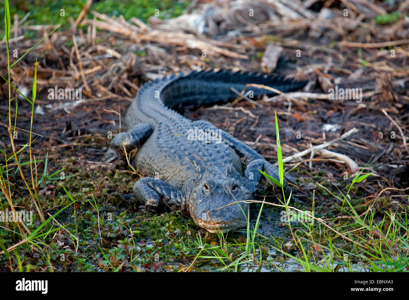 American alligator (Alligator mississippiensis), lying at the shore ...