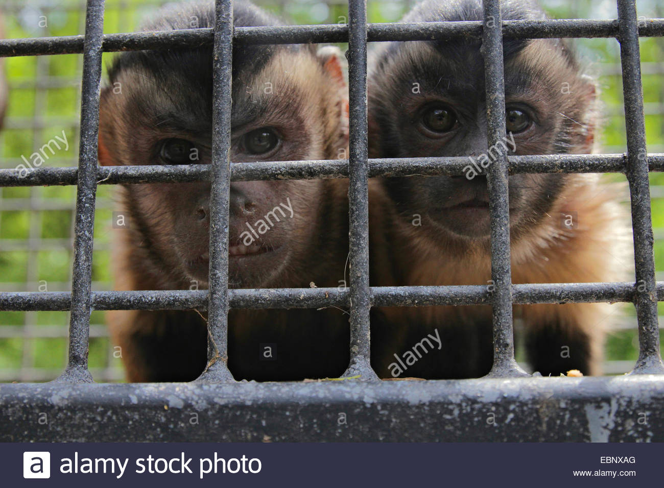 Capuchin Monkey Cage High Resolution Stock Photography and Images - Alamy