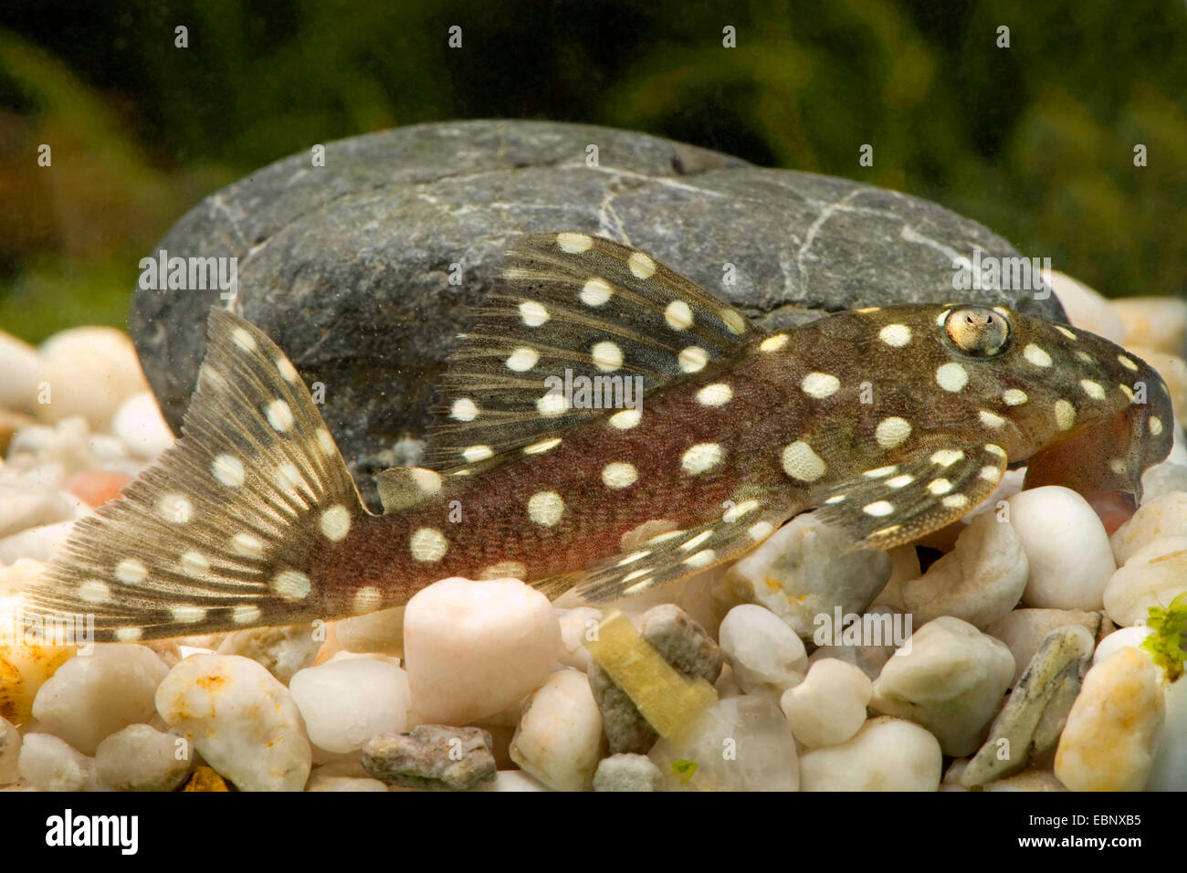 Loricariid catfish (Baryancistrus Snowflake), form Snowflake Stock ...