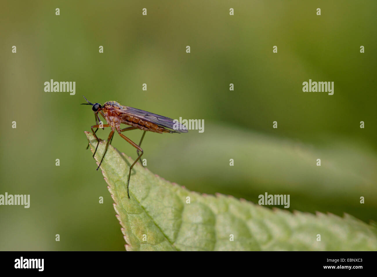 dance flies (Empididae), sitting on a leaf, Germany, North Rhine ...