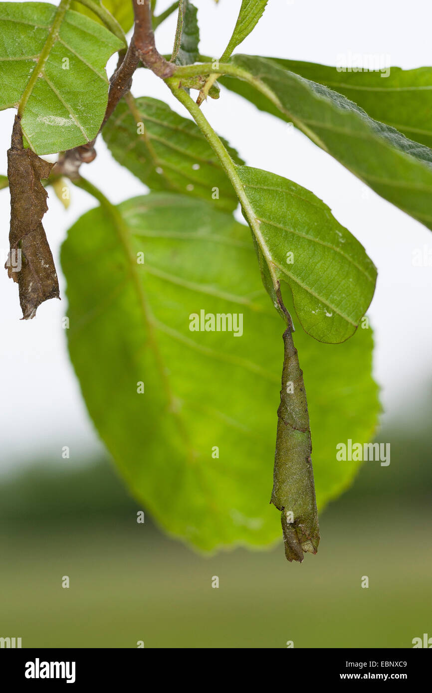 Rolling hi-res stock photography and images - Alamy