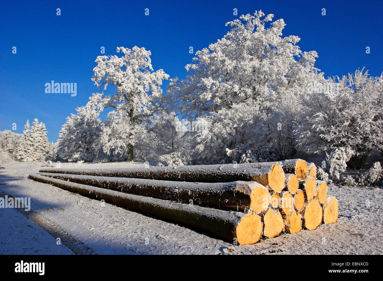 Norway spruce (Picea abies), logs with hoar frost at the nature reserve ...