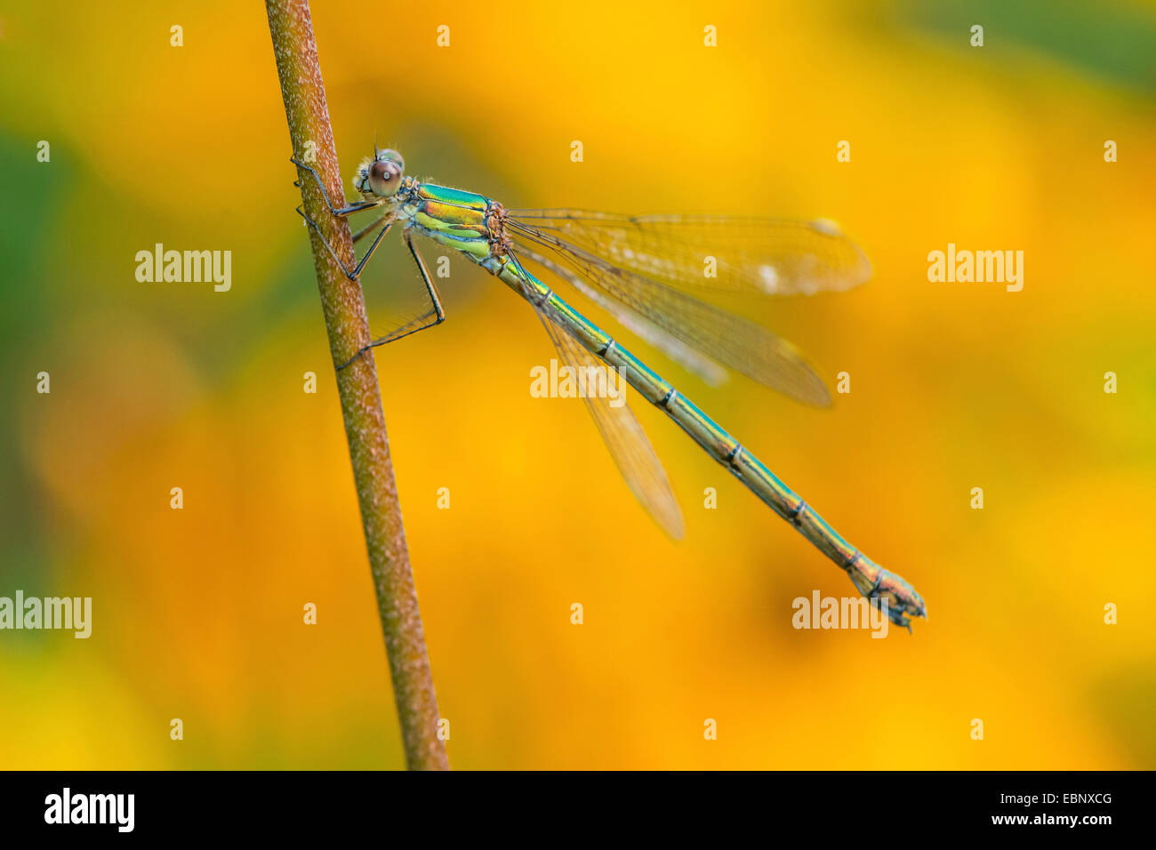 spread-winged damselflies (Lestidae), sitting at sprout, Germany, North ...