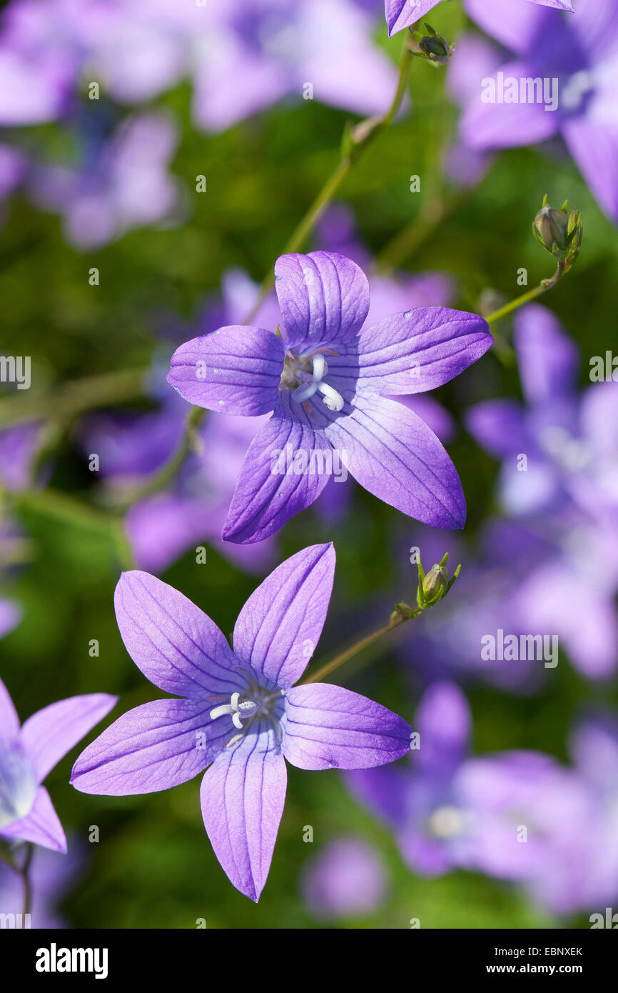 spreading bellflower (Campanula patula), flowers, Germany Stock Photo ...