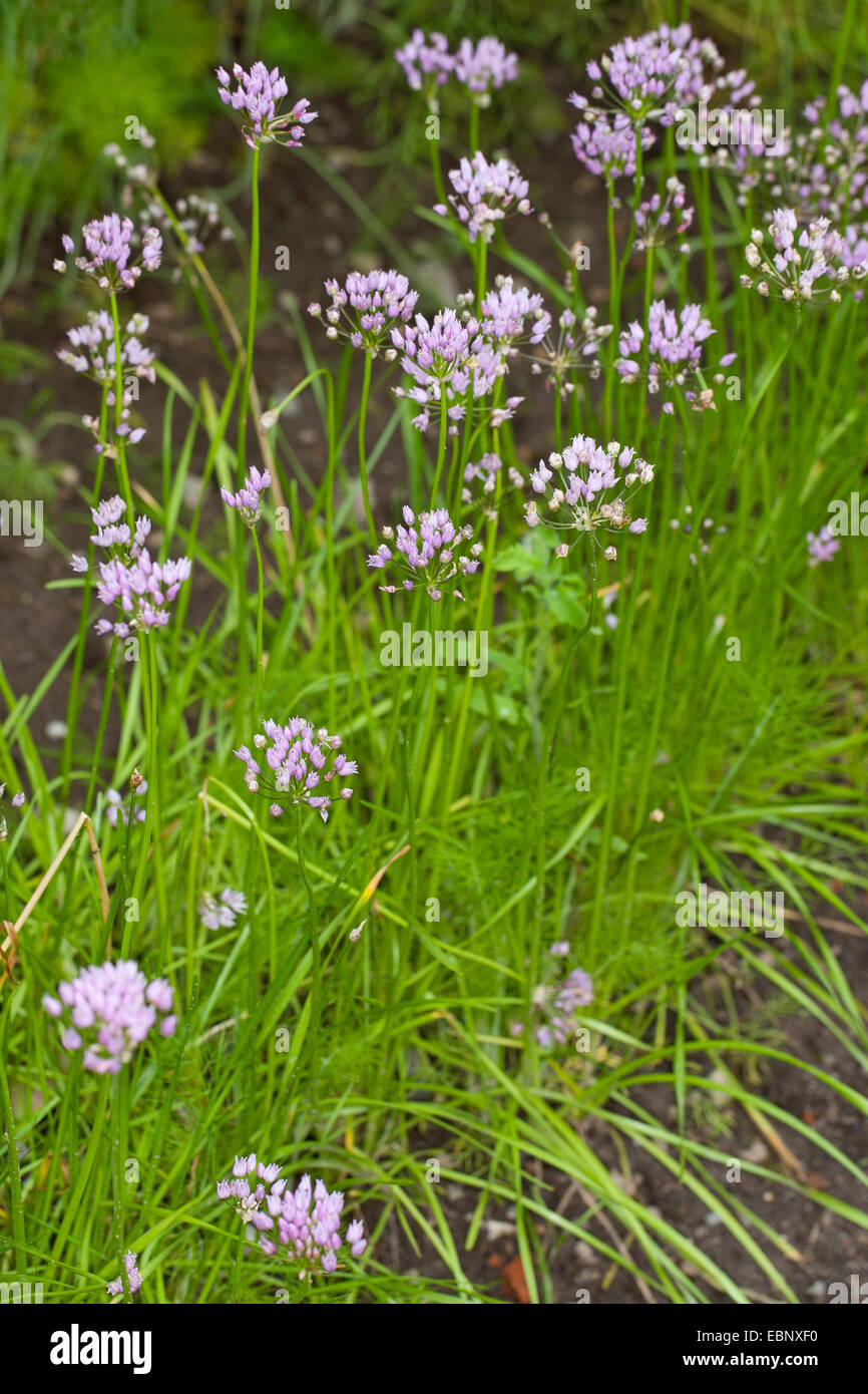 Mouse Garlic, Edged Garlic (Allium angulosum, Allium acutangulum ...