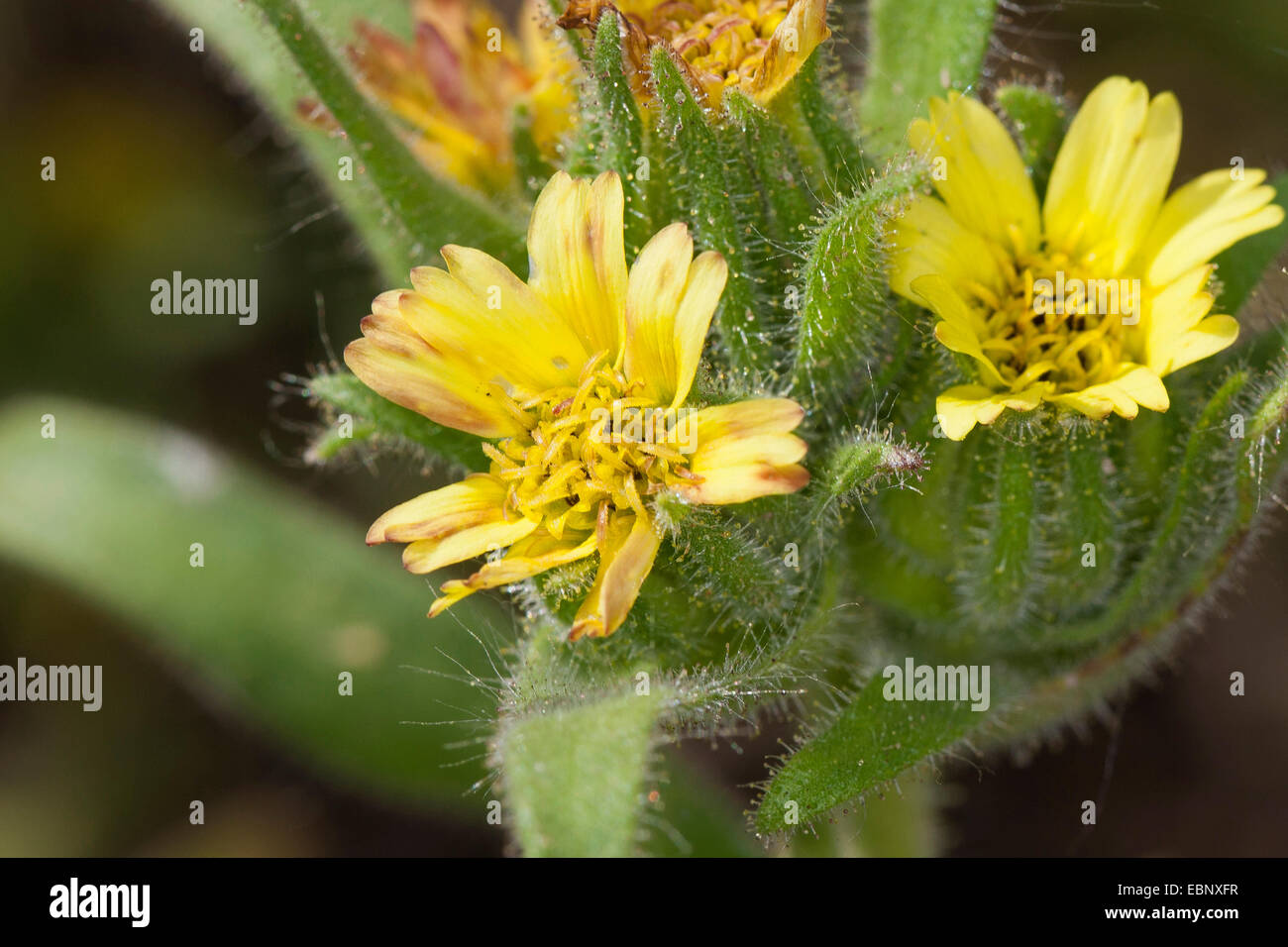 Tarweed plant hi-res stock photography and images - Alamy