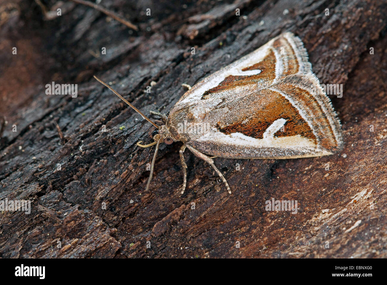 Silver Hook, Silver Hook Moth (Deltote uncula, Eustrotia uncula ...