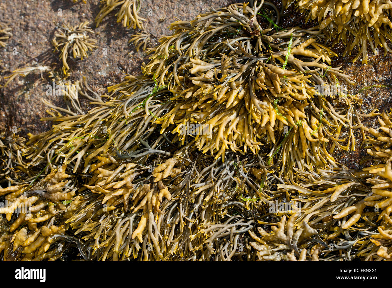 Channelled wrack, Cow Tang, Channel Wrack (Pelvetia canaliculata ...