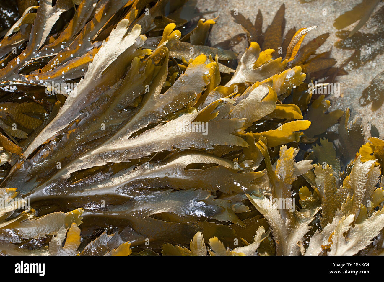 Toothed wrack hi-res stock photography and images - Alamy