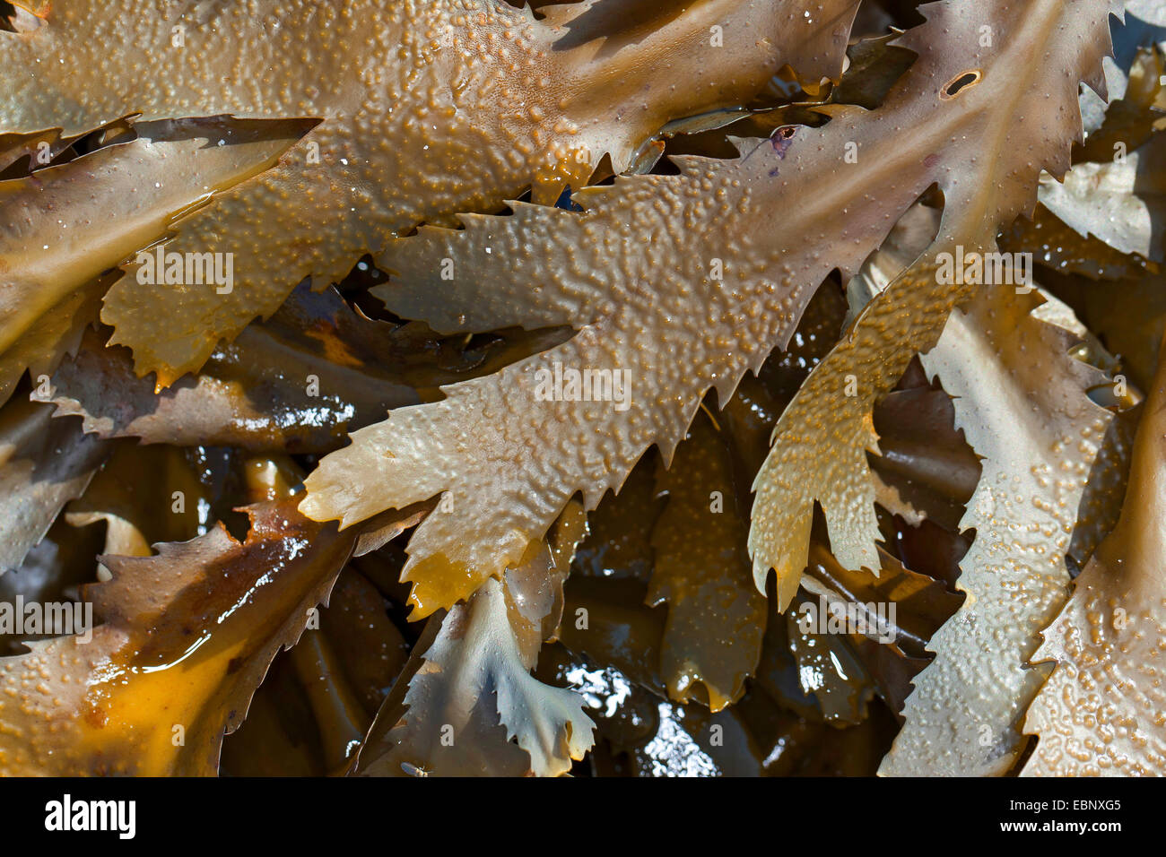 Black wrack, Toothed wrack, Serrated wrack, Saw Wrack (Fucus serratus ...