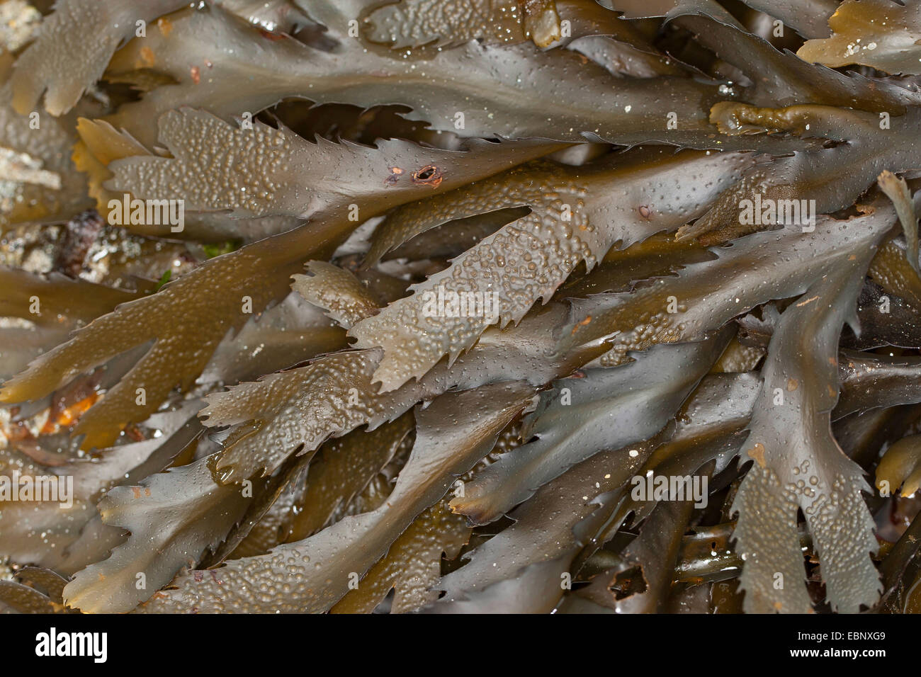 Toothed wrack hi-res stock photography and images - Alamy