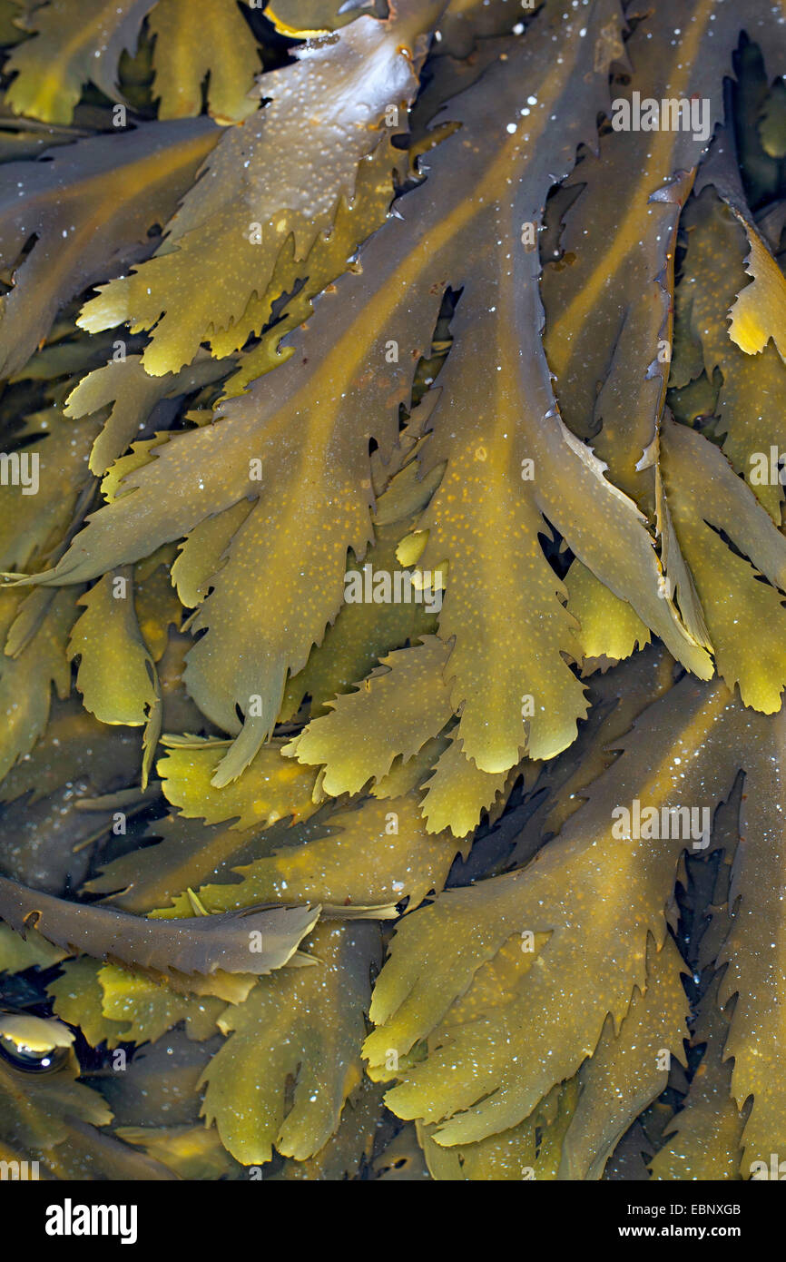 Saw wrack hi-res stock photography and images - Alamy