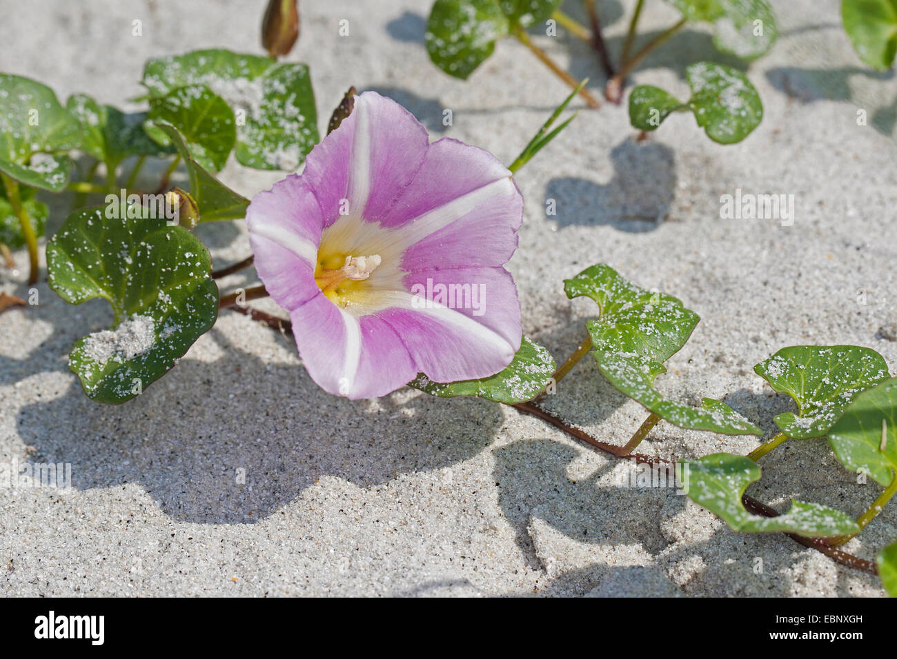 Beach morning-glory, Sea bindweed, Seashore false bindweed, Seashore ...