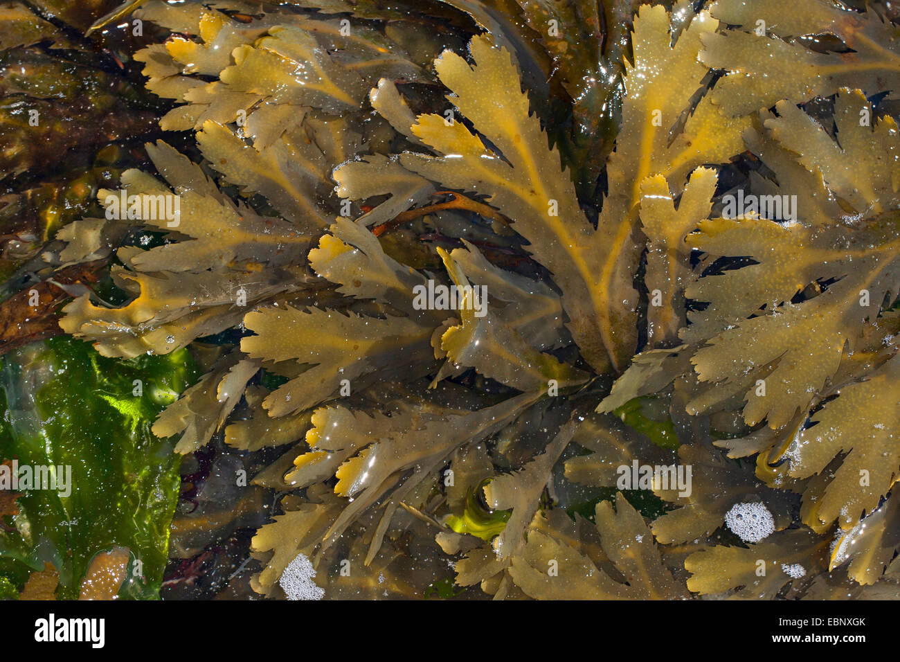Saw wrack hi-res stock photography and images - Alamy