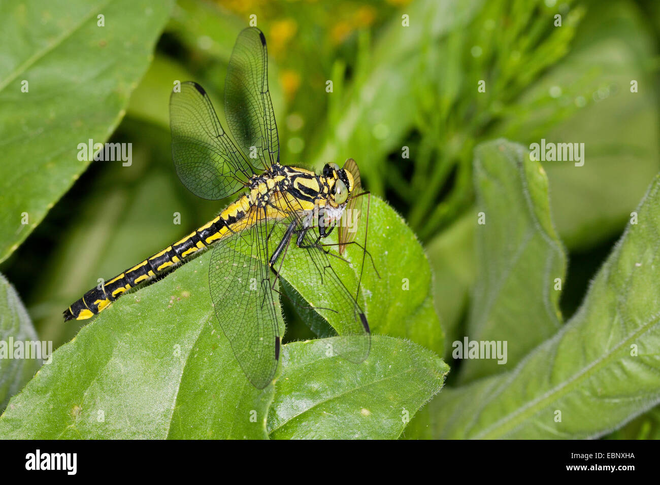 club-tailed dragonfly (Gomphus vulgatissimus), with prey, Germany Stock ...