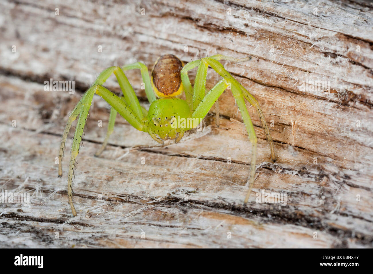 Green crab spider, Crab spider (Diaea dorsata), on wood, Germany Stock ...