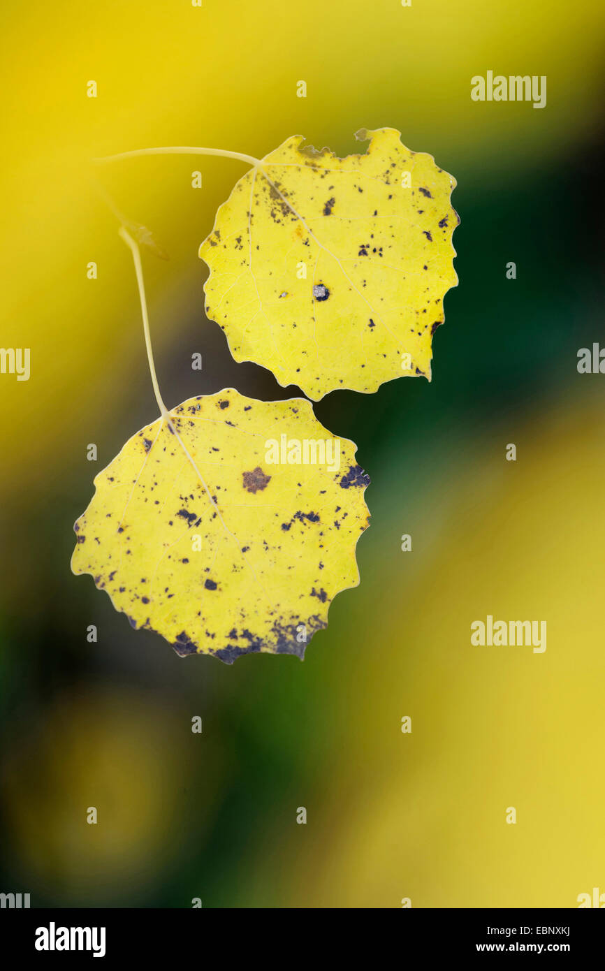 Poplar trees leaves hi-res stock photography and images - Alamy