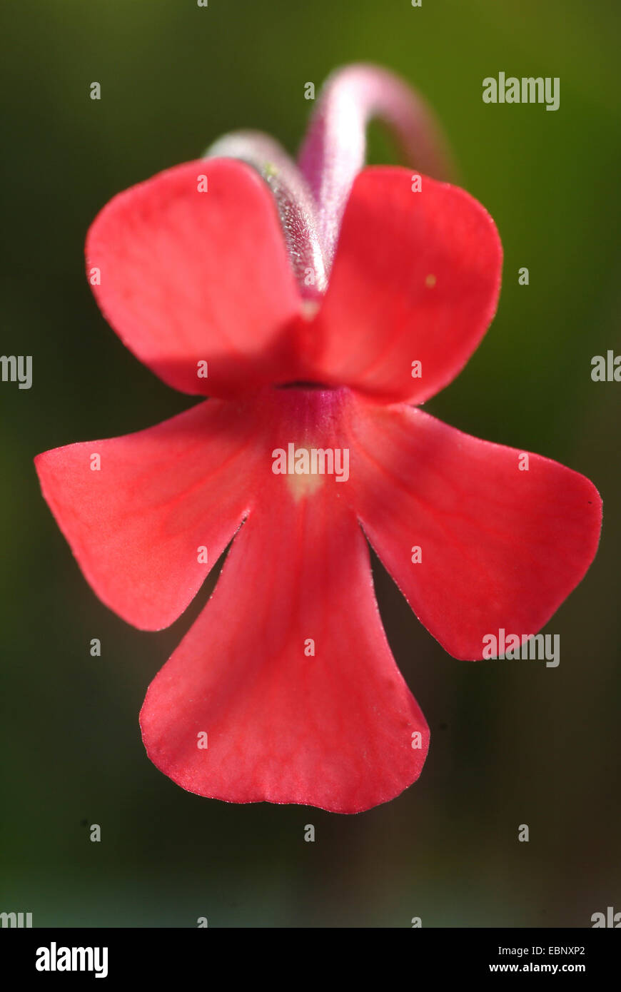 Pinguicula laueana flower hi-res stock photography and images - Alamy