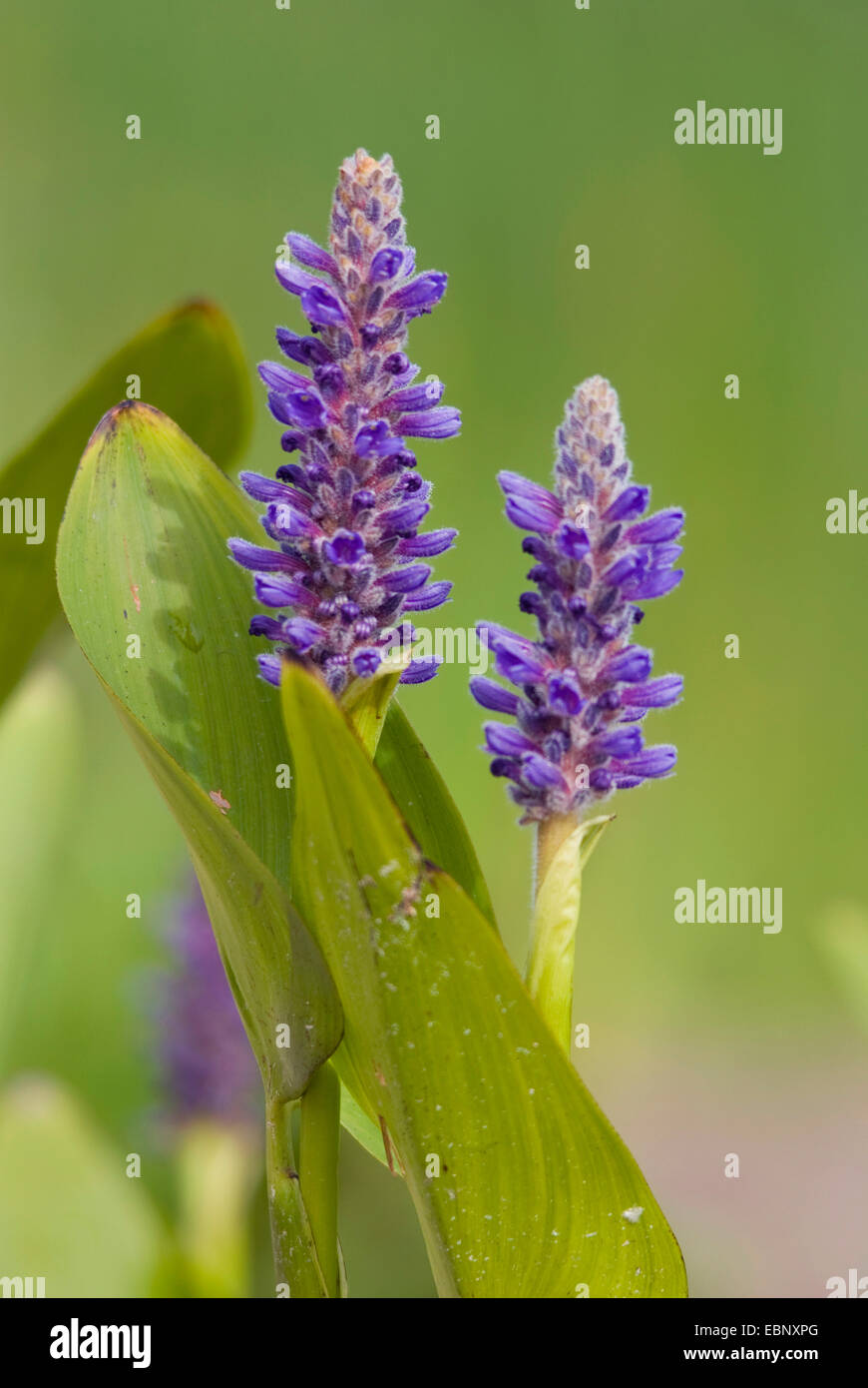 Pickerel Weed, Pickerelweed (Pontederia cordata), blooming Stock Photo ...