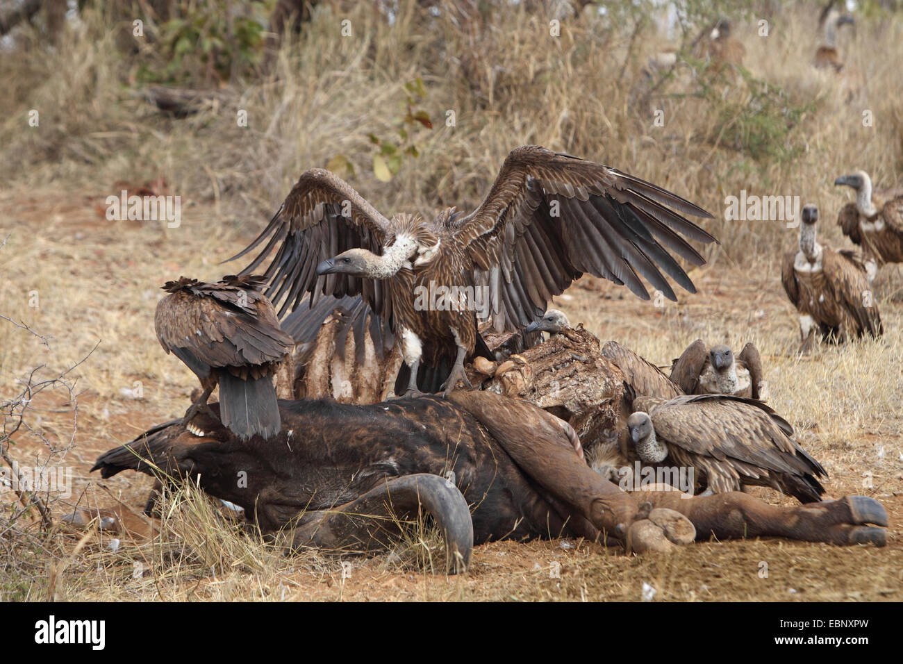 Buffalo wild wings hi-res stock photography and images - Alamy