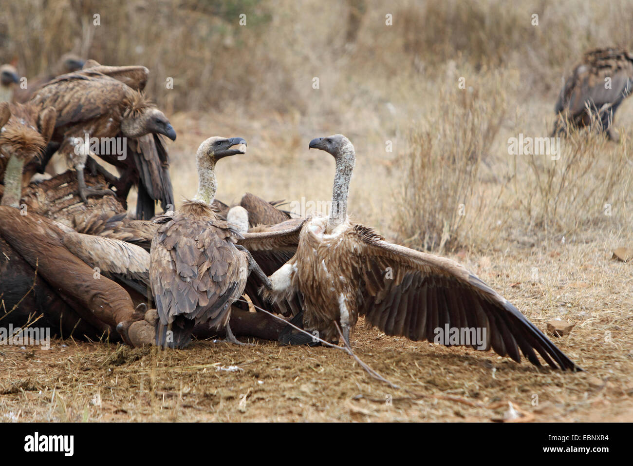 Vulture death vultures africa hi-res stock photography and images - Alamy