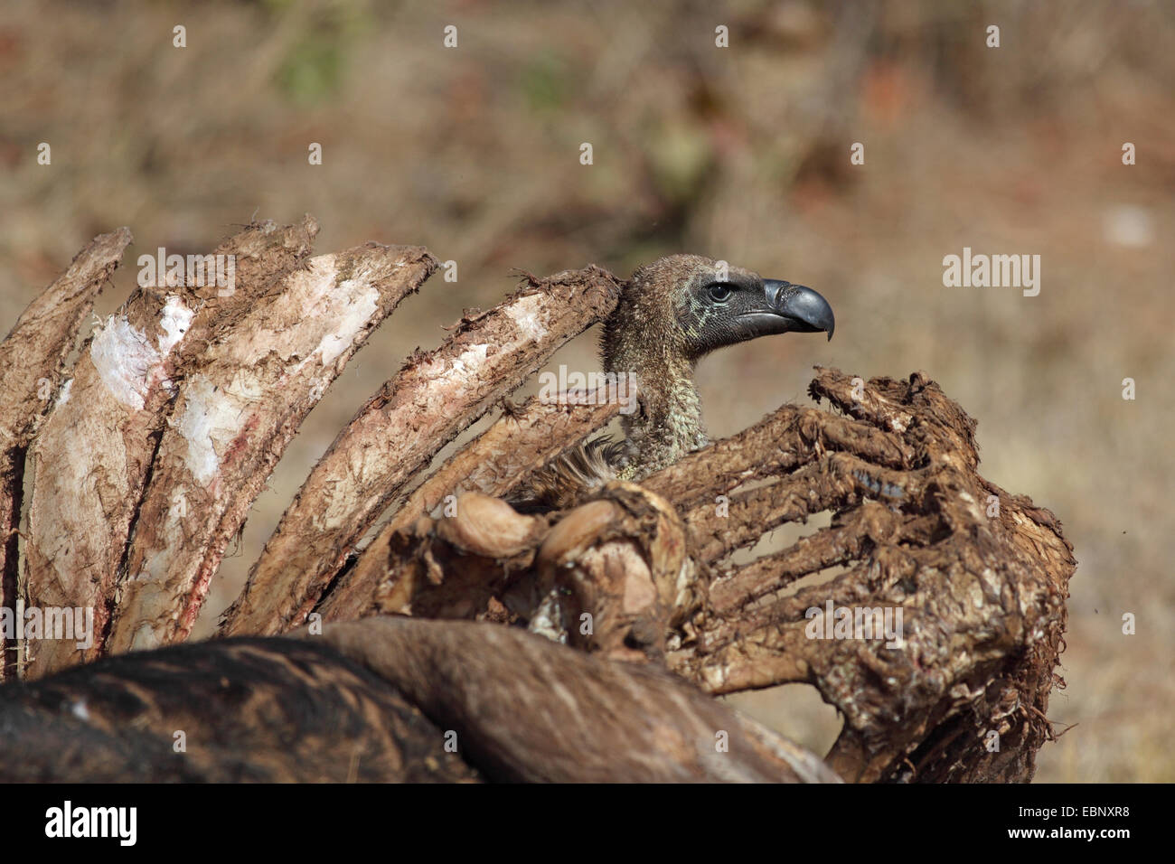 Vulture skeleton hi-res stock photography and images - Alamy