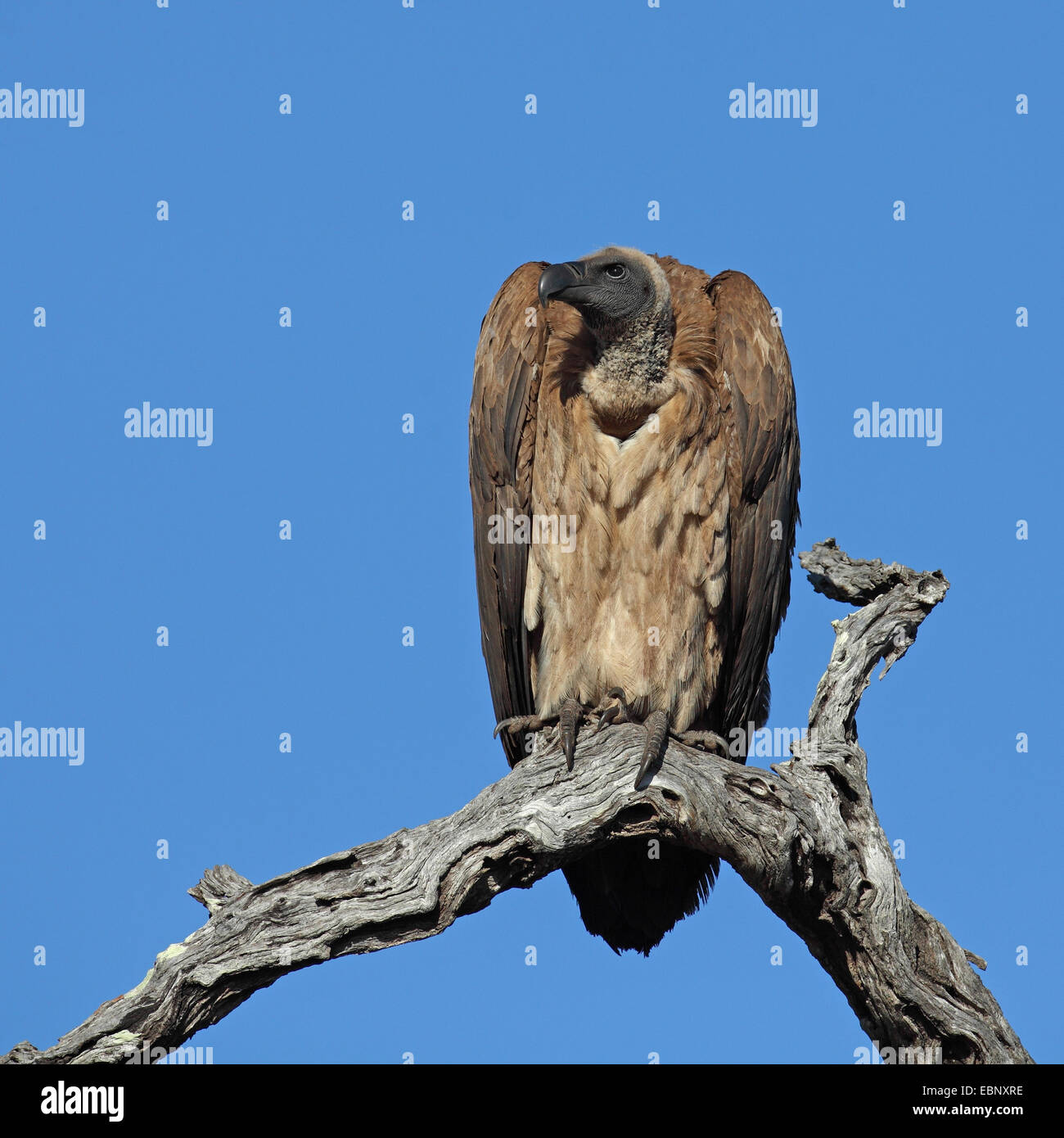 African tree of life hi-res stock photography and images - Alamy