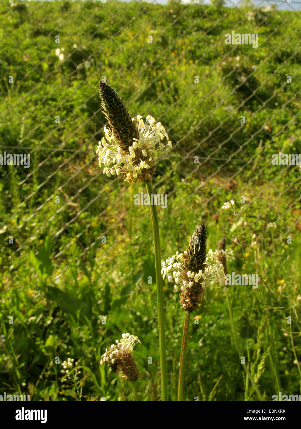 buckhorn plantain, English plantain, ribwort plantain, rib grass ...