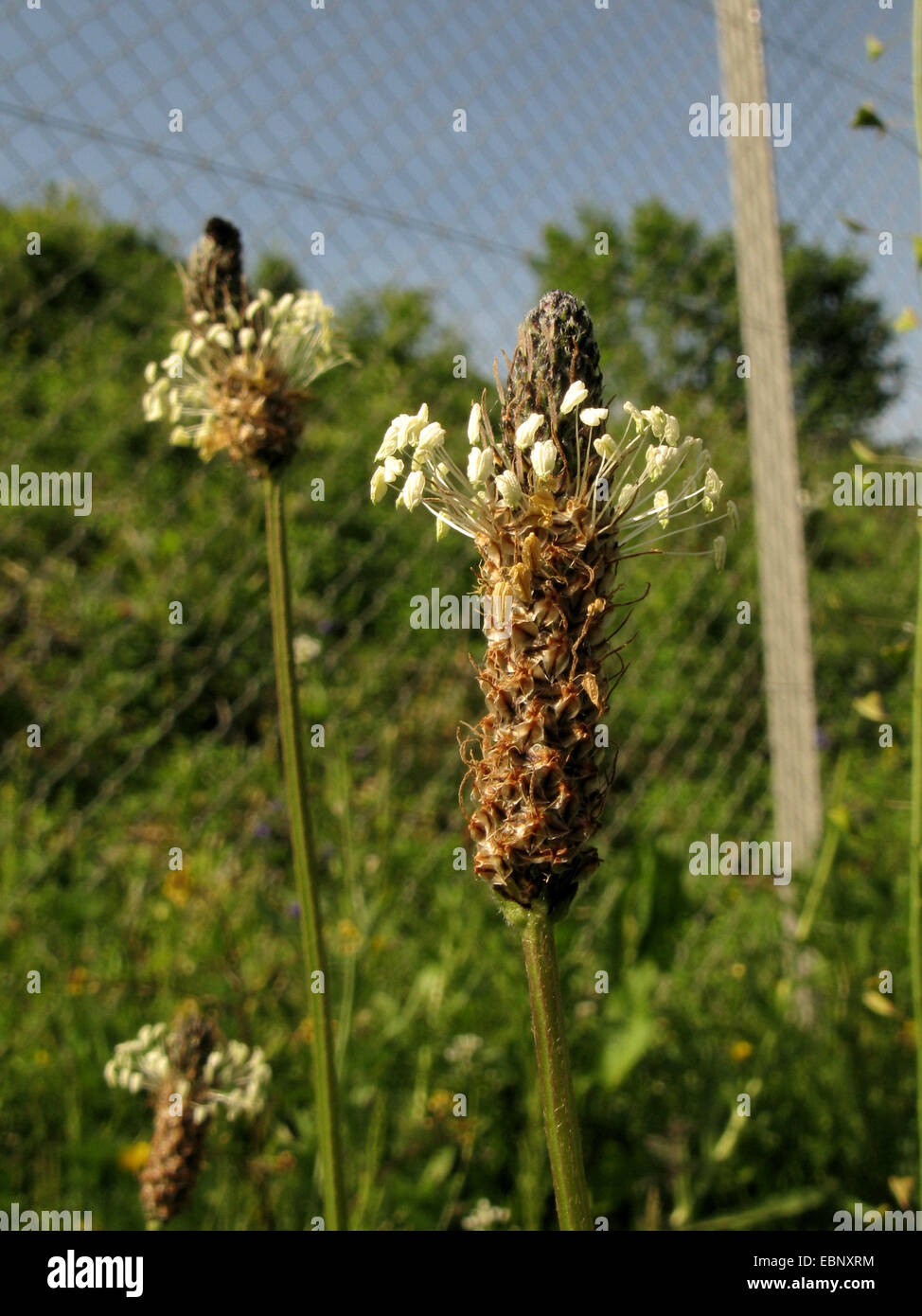 buckhorn plantain, English plantain, ribwort plantain, rib grass ...