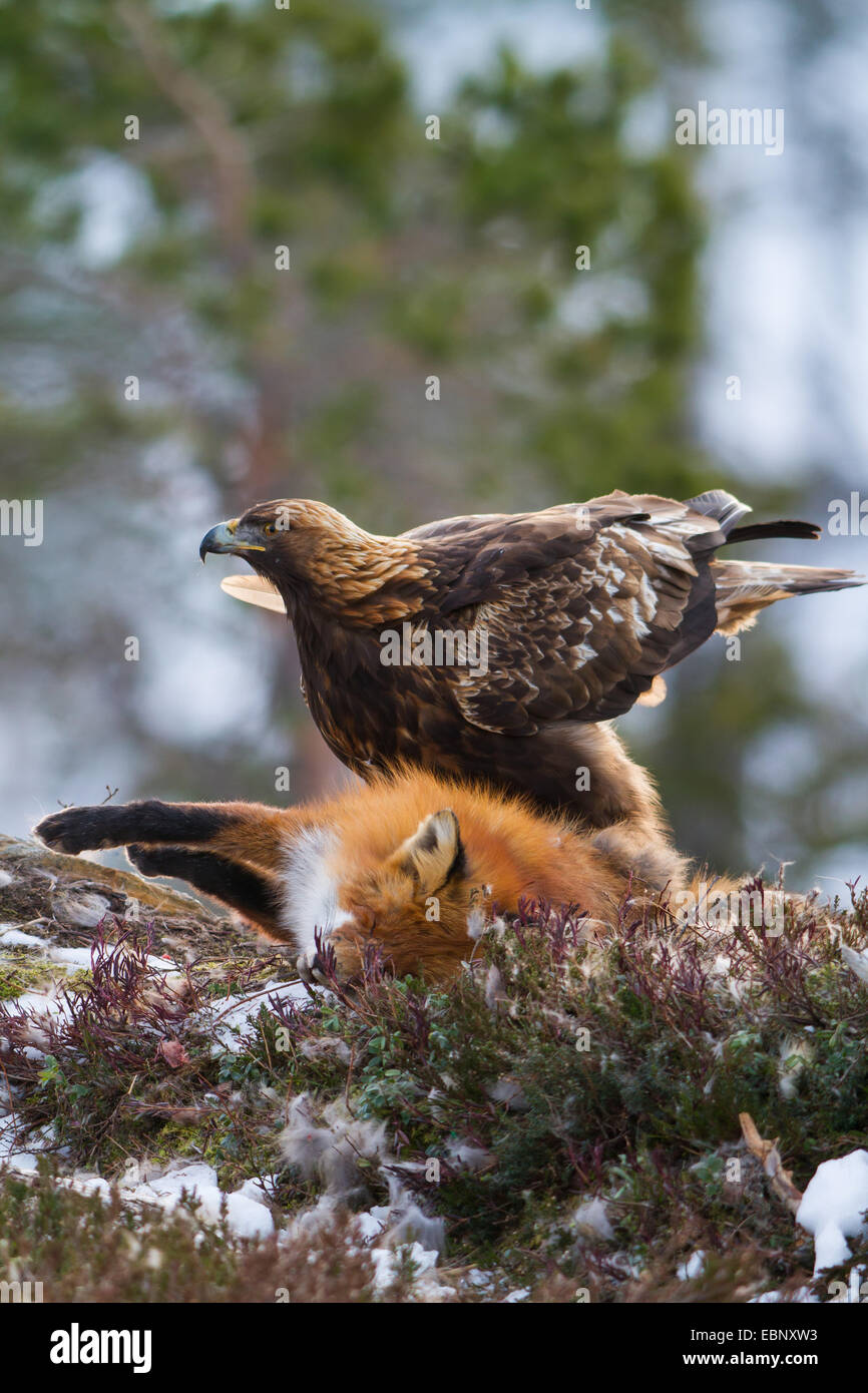 Golden eagle landing hi-res stock photography and images - Alamy