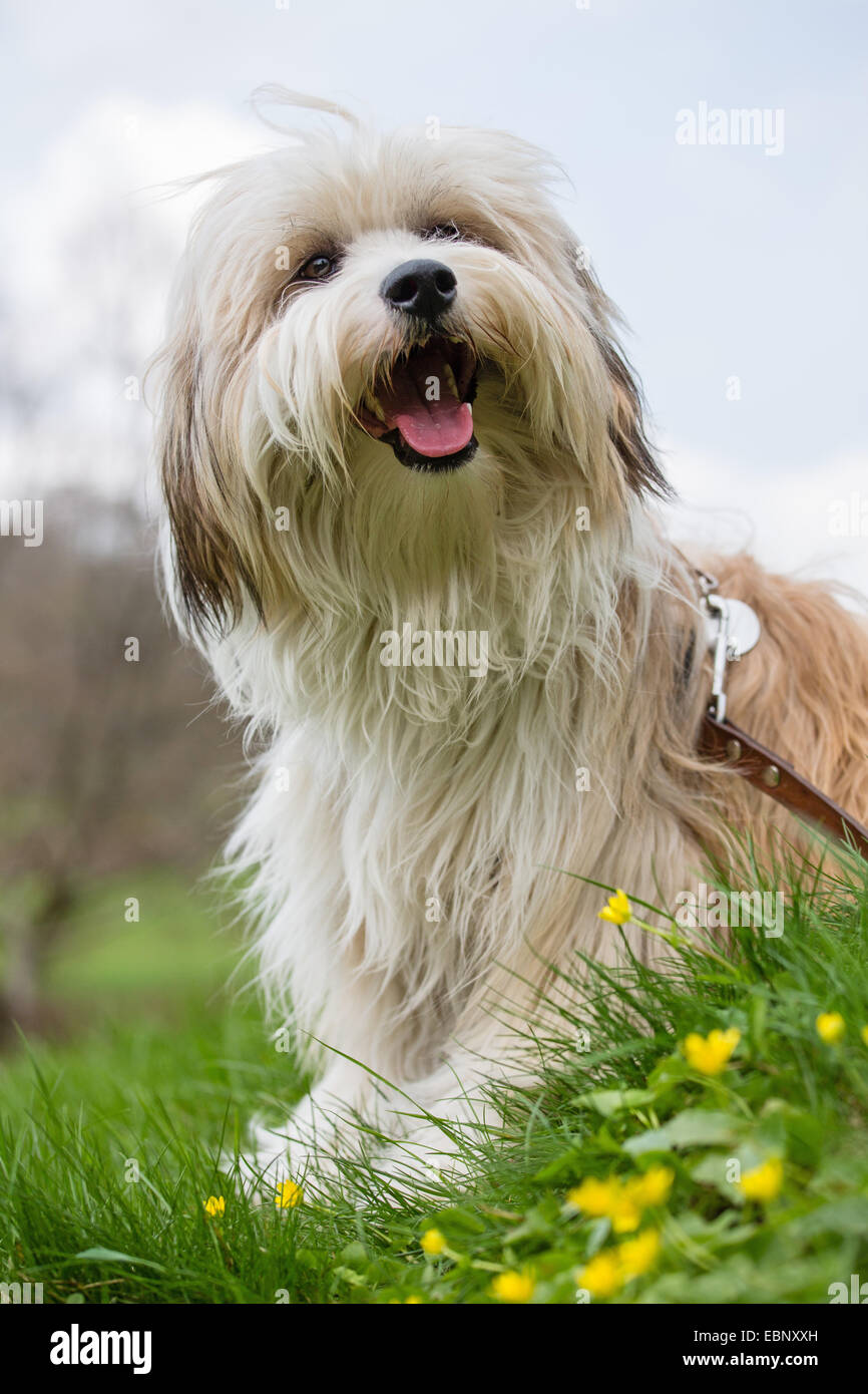 Tibetan Terrier, Tsang Apso, Dokhi Apso (Canis lupus f. familiaris ...