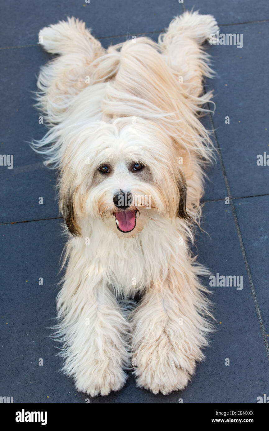 Tibetan Terrier, Tsang Apso, Dokhi Apso (Canis lupus f. familiaris ...