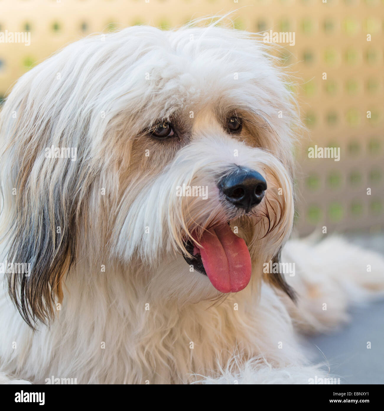 Tibetan Terrier, Tsang Apso, Dokhi Apso (Canis lupus f. familiaris ...