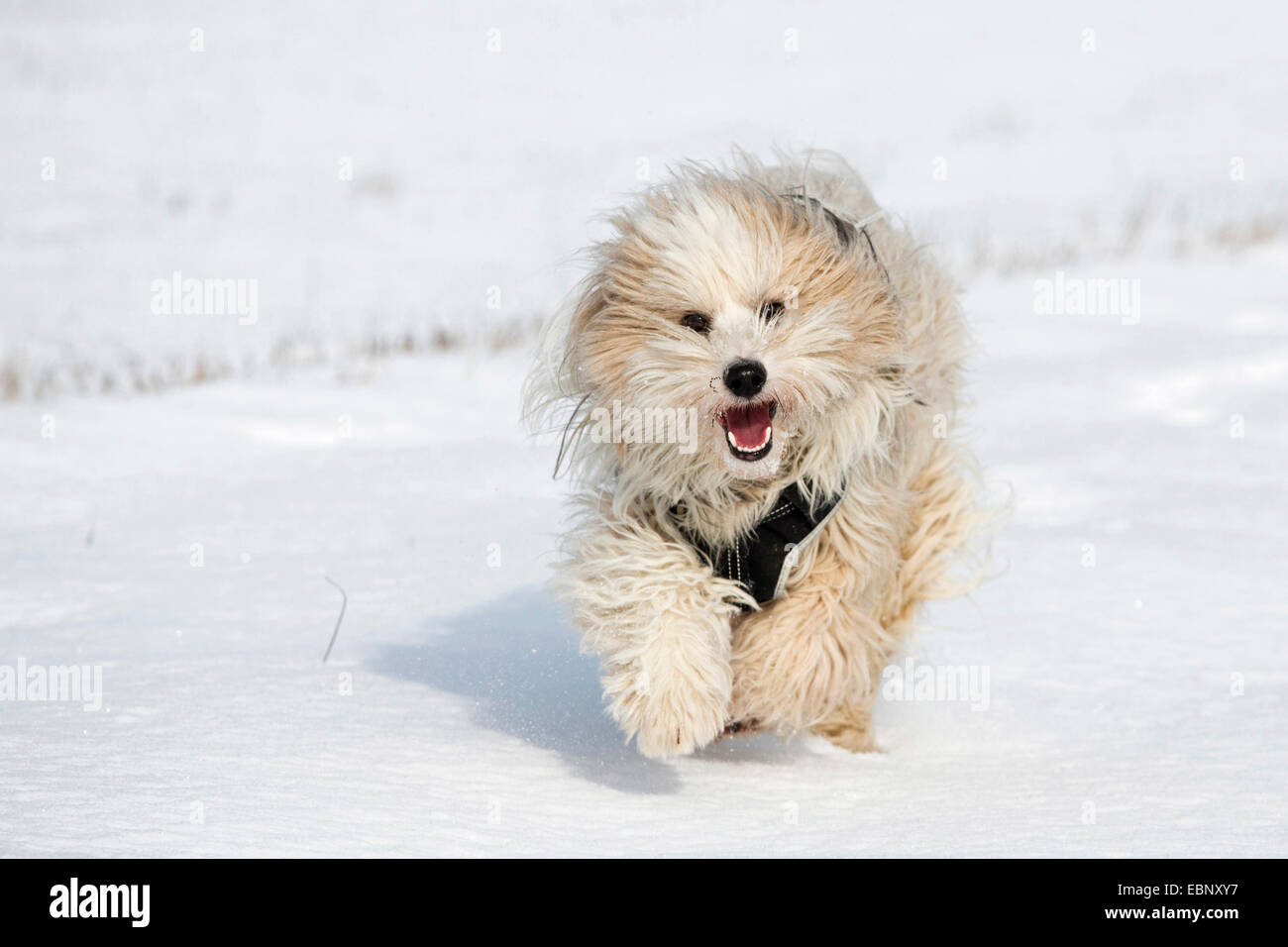 Bright sable and white male running in snow towards camera hi-res stock ...