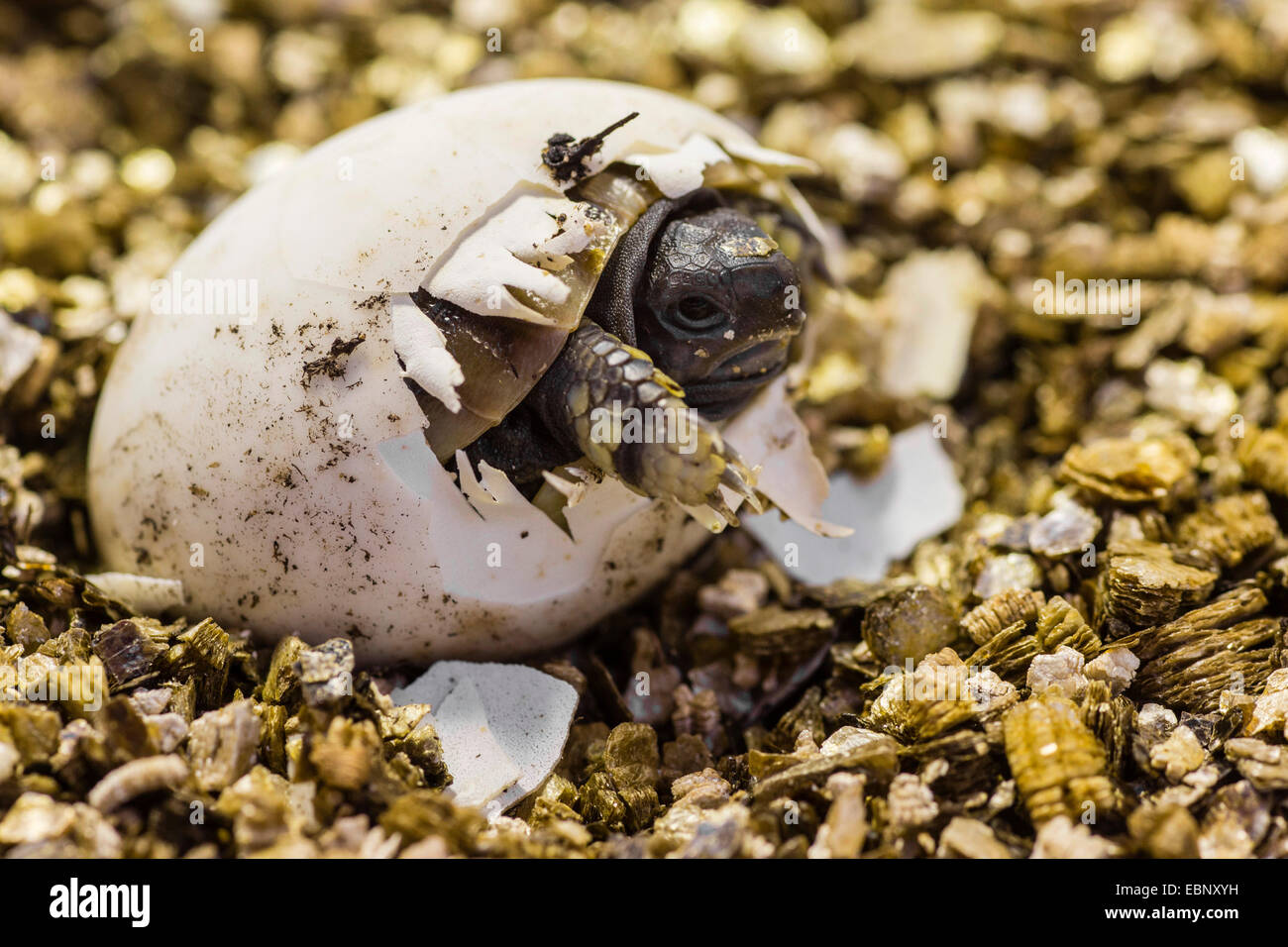 Hermann's tortoise, Greek tortoise (Testudo hermanni), hatching from ...
